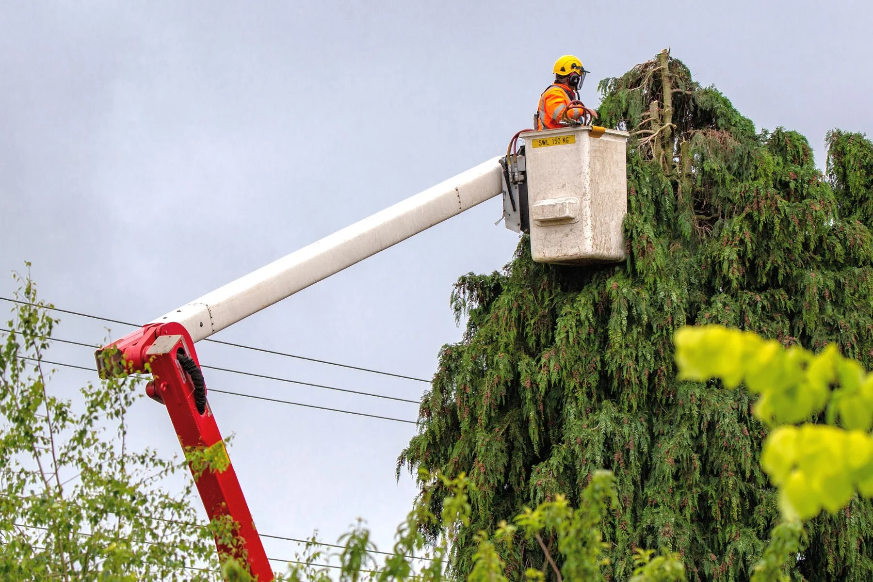 Identifying & Managing Dangerous Trees - Four Seasons Tree Service
